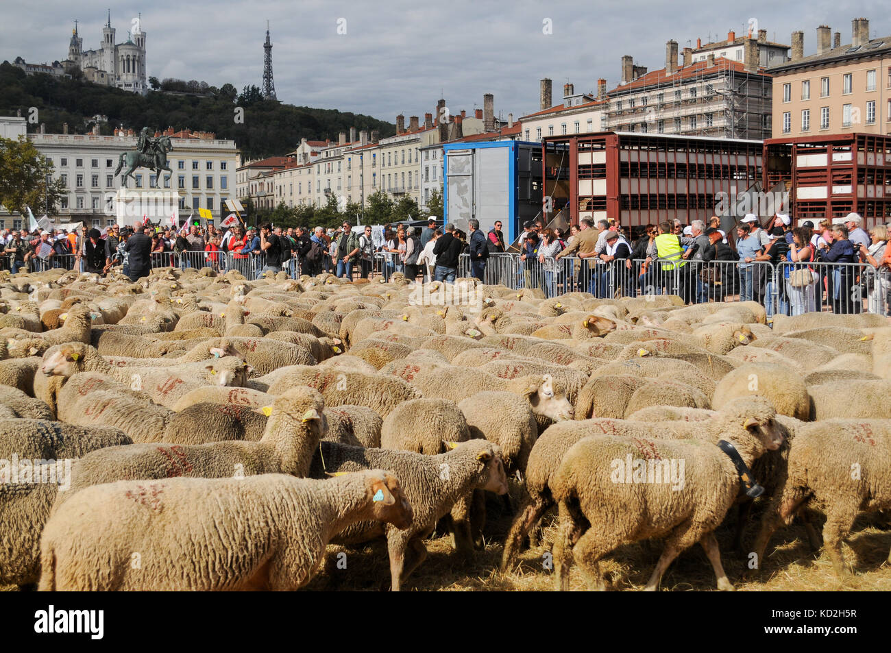 Attack sheep hi-res stock photography and images - Alamy