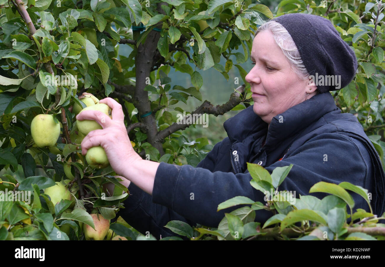Jork, Germany. 9th Oct, 2017. A Polish harvester picks apples at the ...