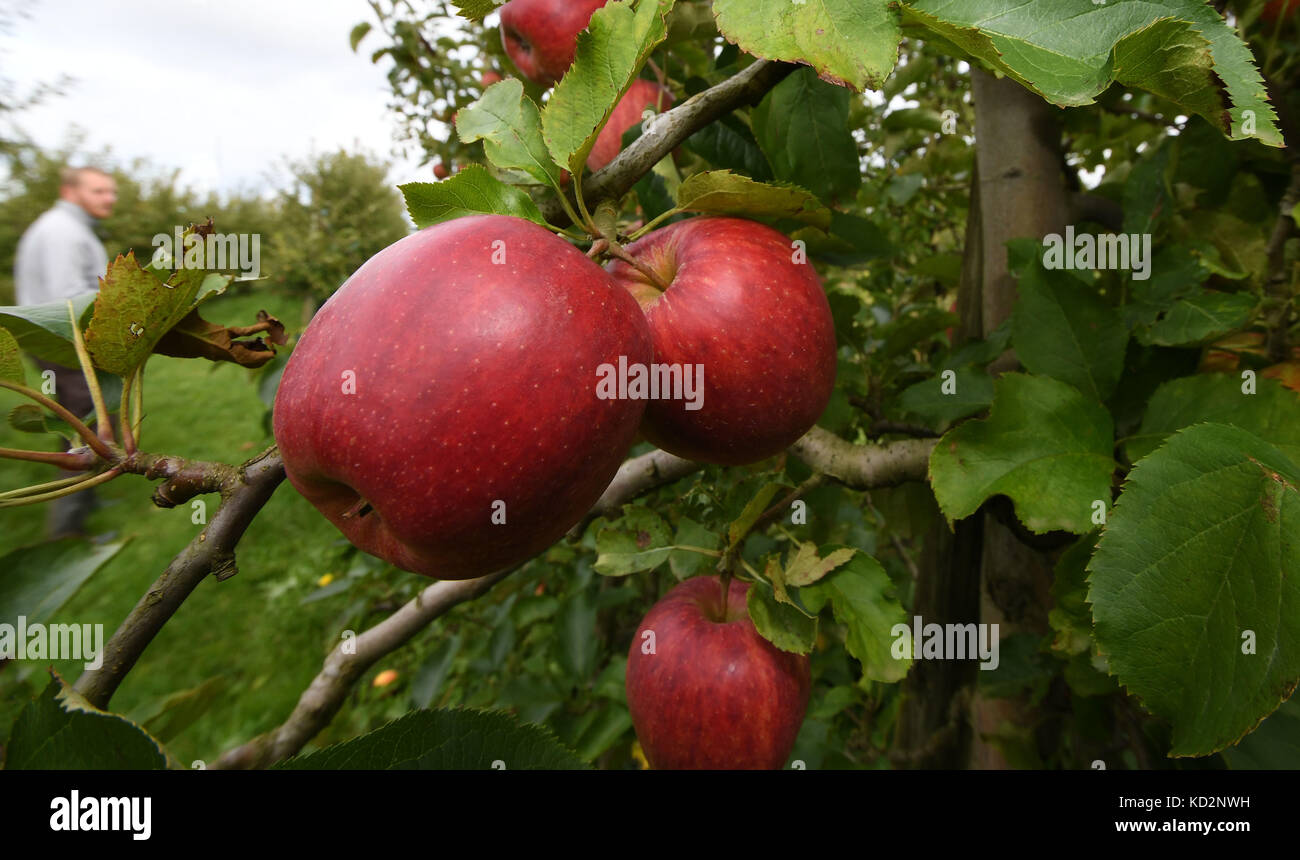 Jork, Germany. 9th Oct, 2017. Jonagored apples hanging from a tree at ...