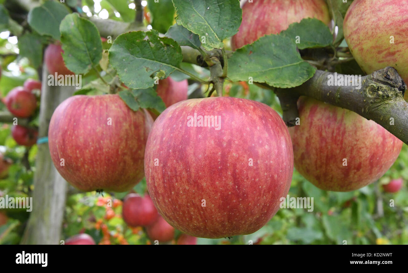 Jonagored hi-res stock photography and images - Alamy