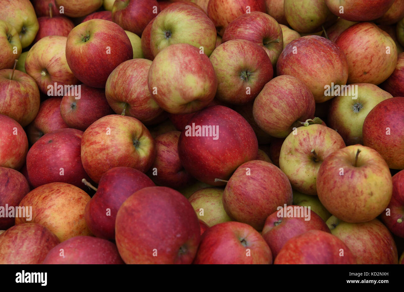 Jork, Germany. 9th Oct, 2017. Jonagored apples in a box at the ...