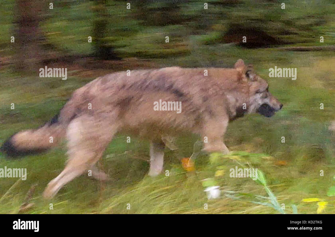 A video screenshot showing one wolf next to a road near to Lindberg in ...