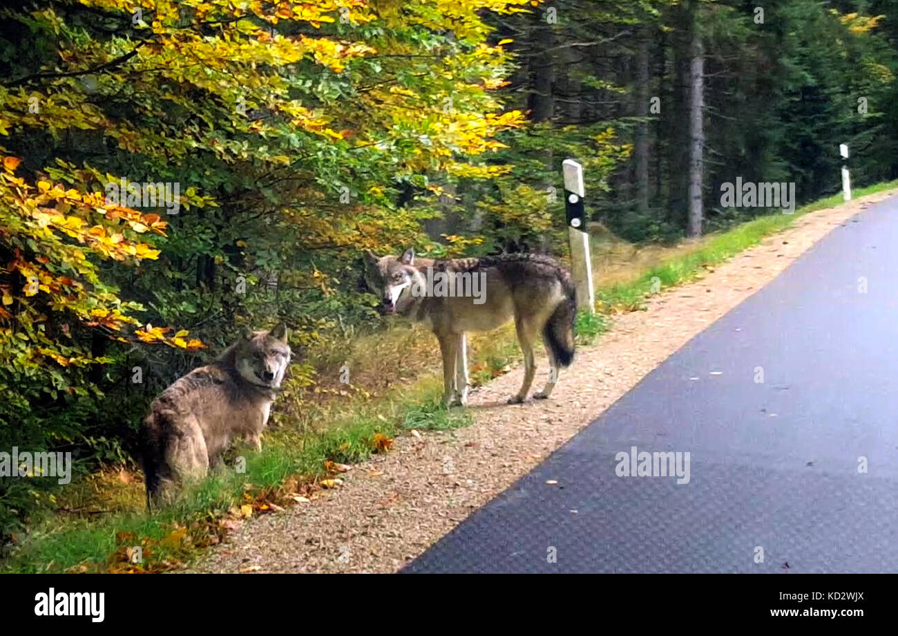 A video screenshot showing two wolves next to a road near to Lindberg ...