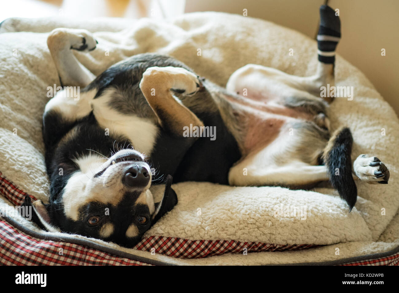 The Beagle mongrel dog "Franky" lying relaxed on her fluffy bed in ...