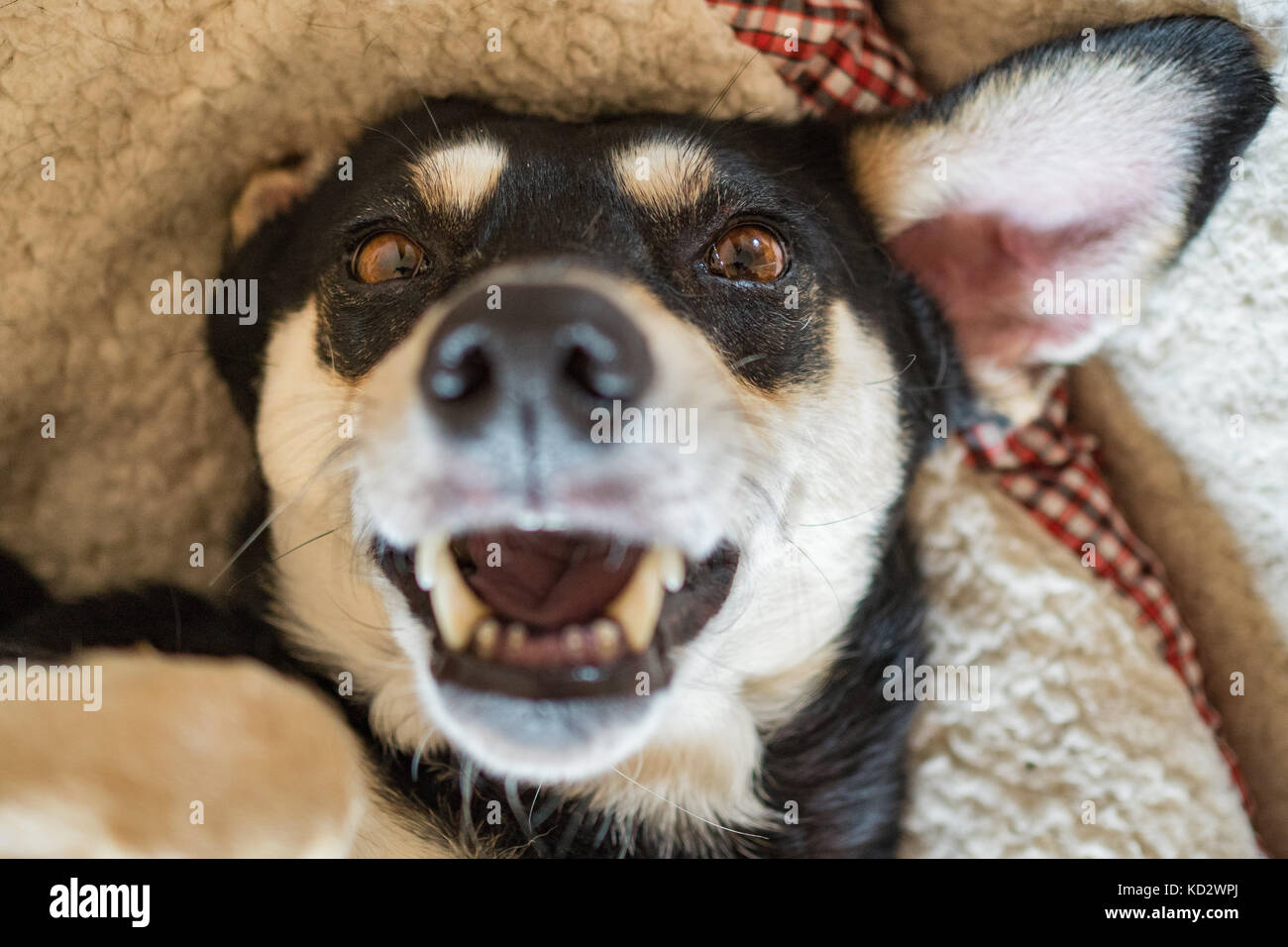 The Beagle mongrel dog "Franky" lying relaxed on her fluffy bed in ...
