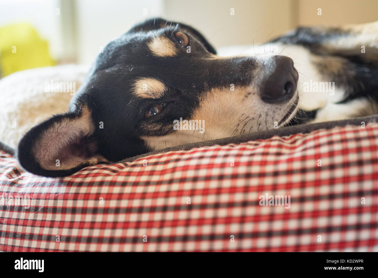 The Beagle mongrel dog "Franky" lying relaxed on her fluffy bed in ...