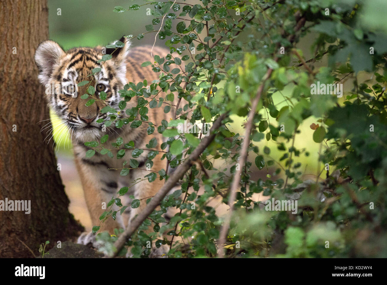 Magdeburg, Germany. 10th Oct, 2017. The hand-raised Siberian tiger ...