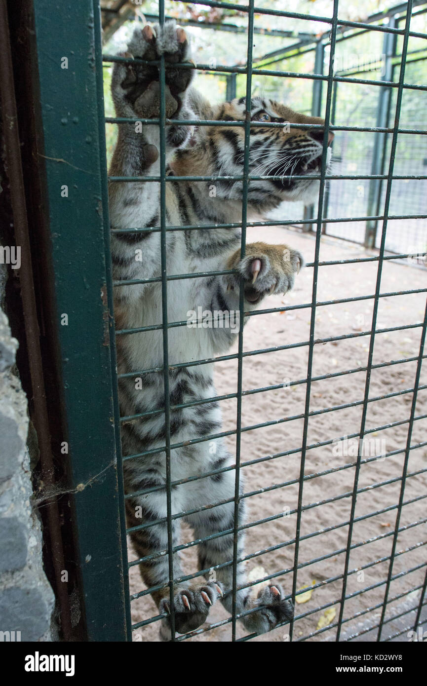 Magdeburg, Germany. 10th Oct, 2017. The hand-raised Siberian tiger ...