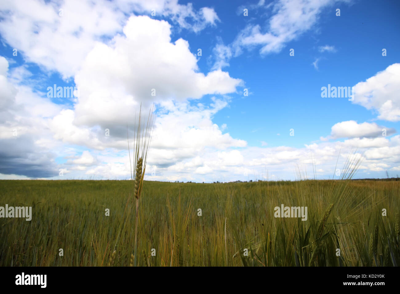 cereal rye field Stock Photo - Alamy