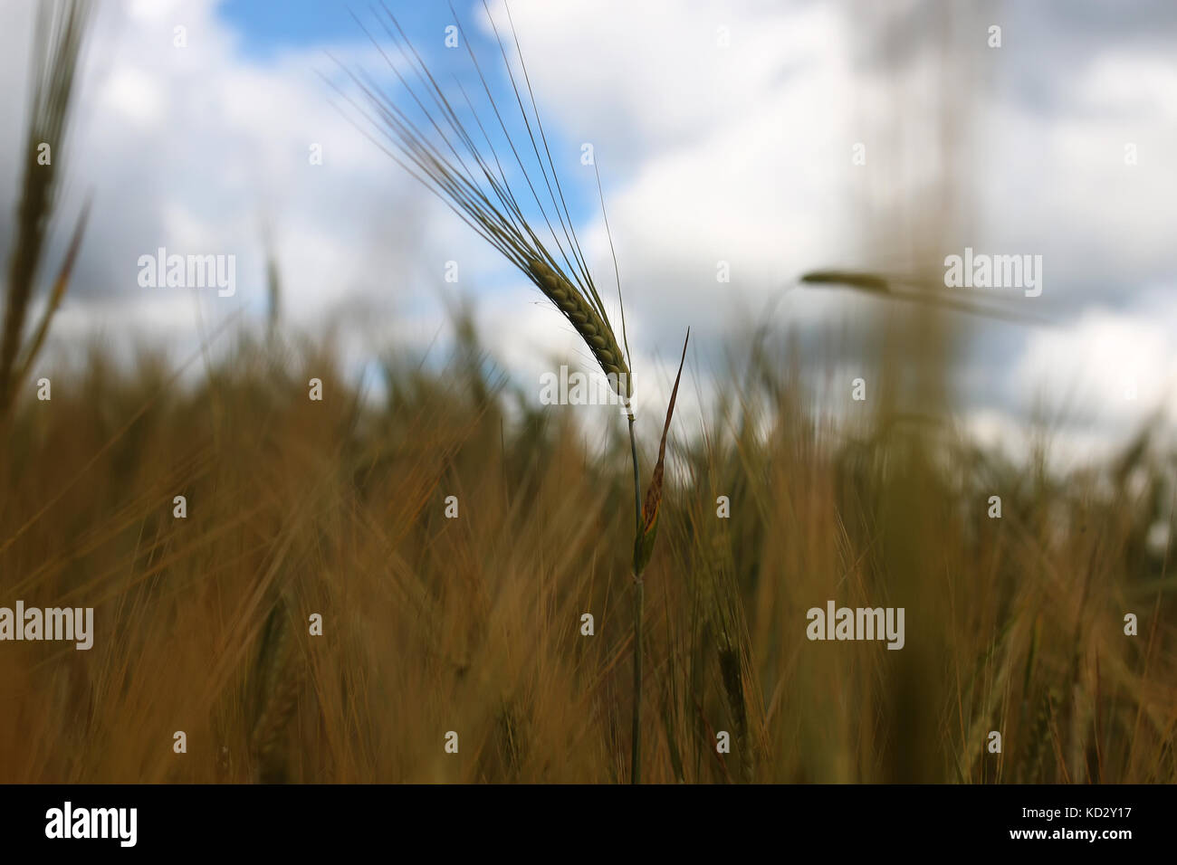 cereal rye field Stock Photo - Alamy