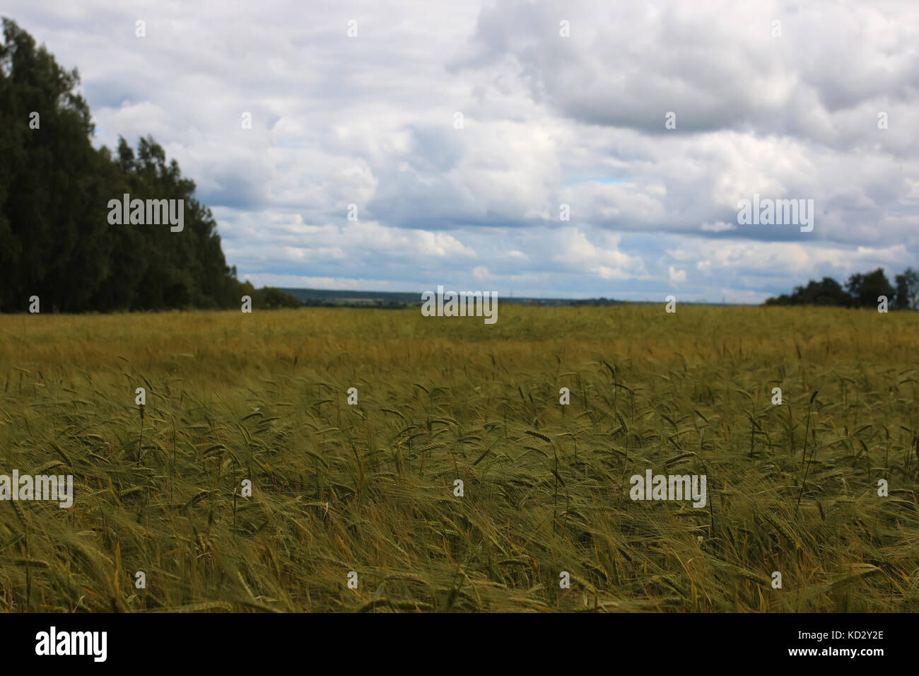 cereal rye field Stock Photo - Alamy