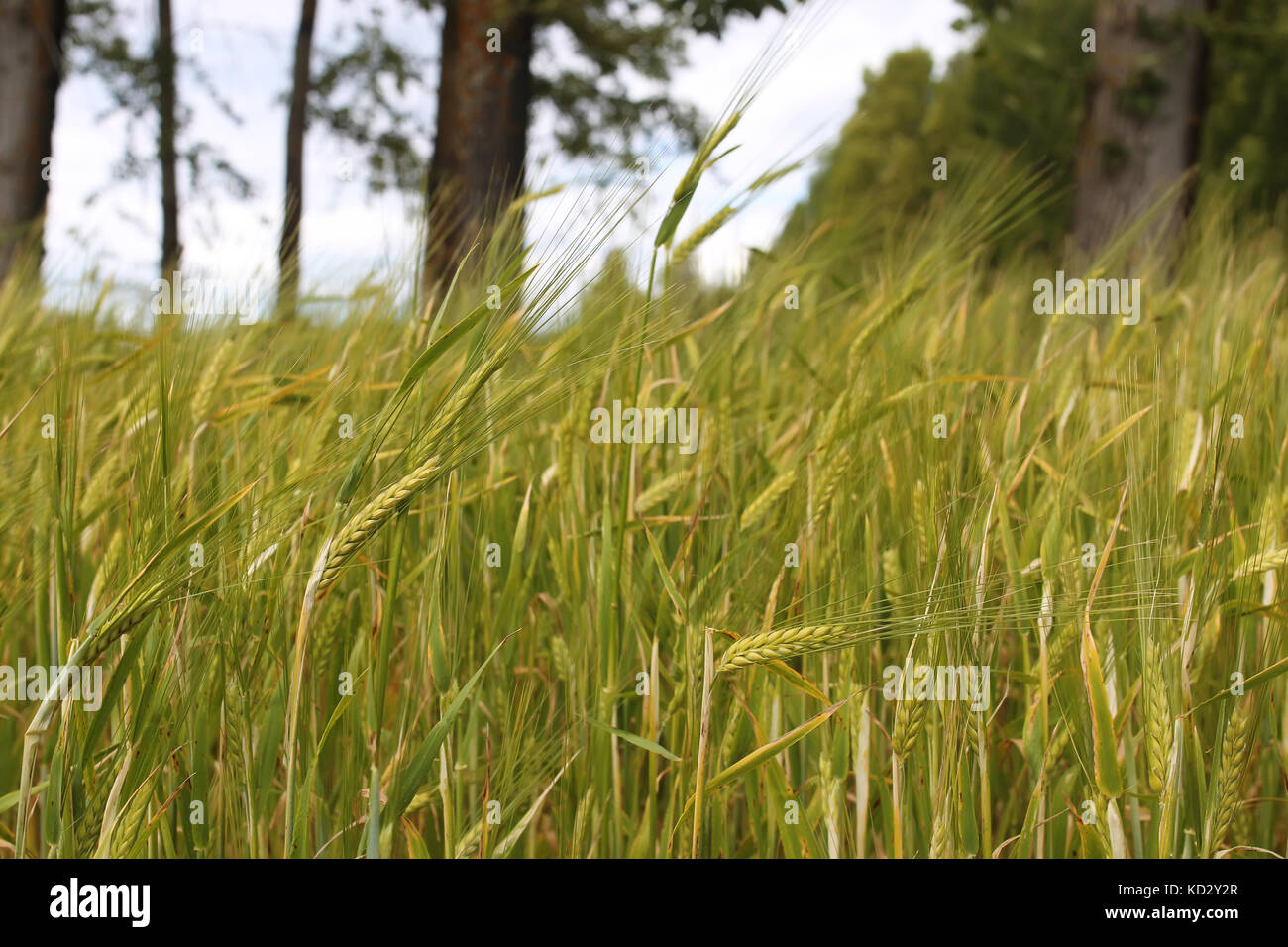 cereal rye field Stock Photo - Alamy