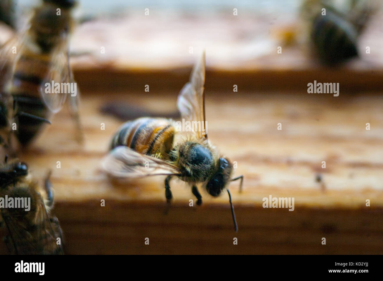 Carpathian bee hi-res stock photography and images - Alamy