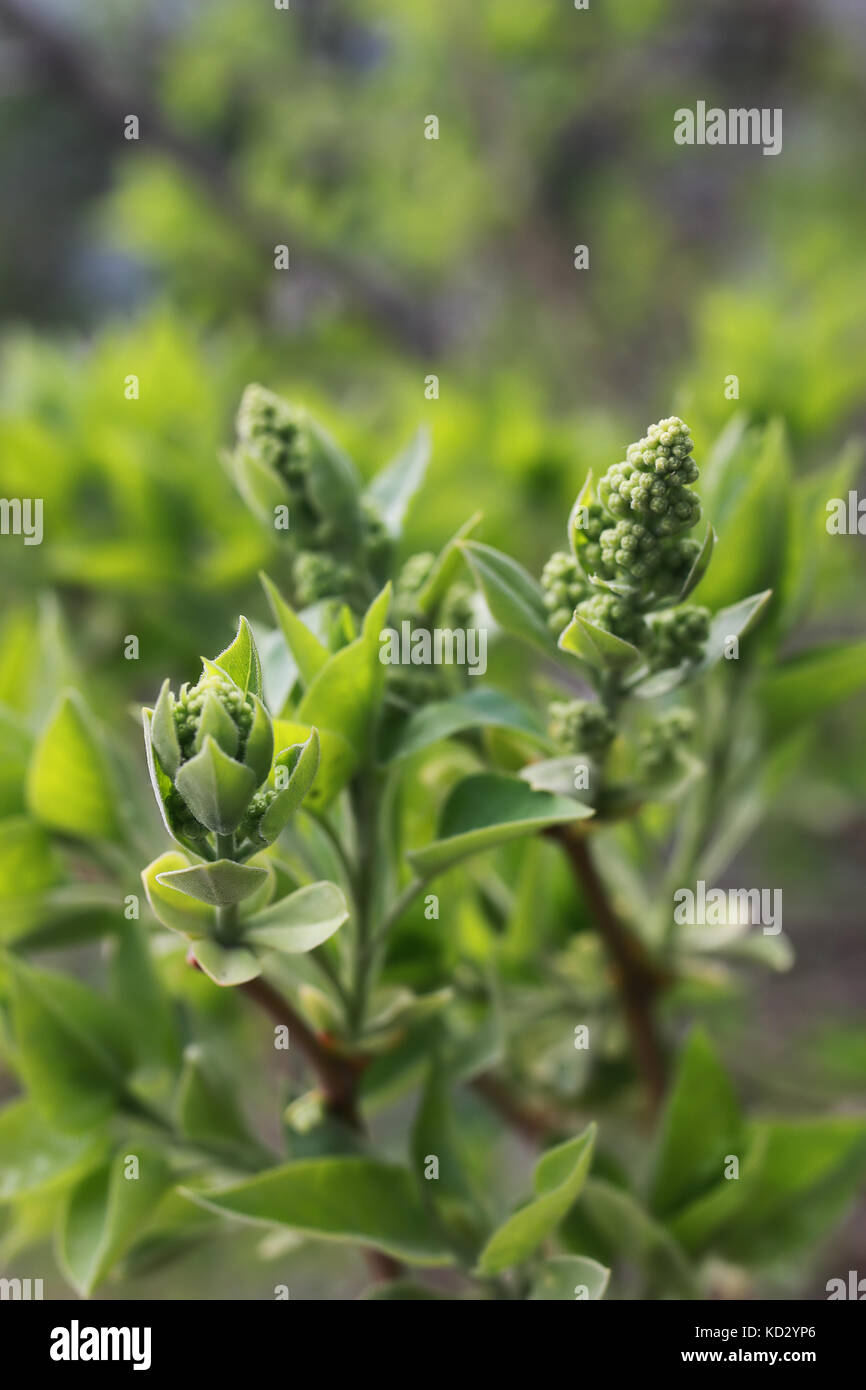 spring macro leaf and flower of new life Stock Photo - Alamy