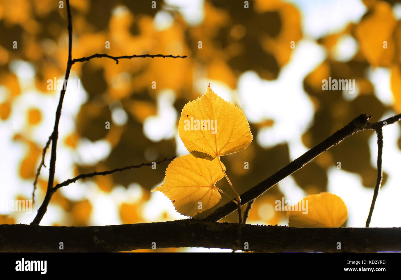 Leaf Backlight High Resolution Stock Photography and Images - Alamy