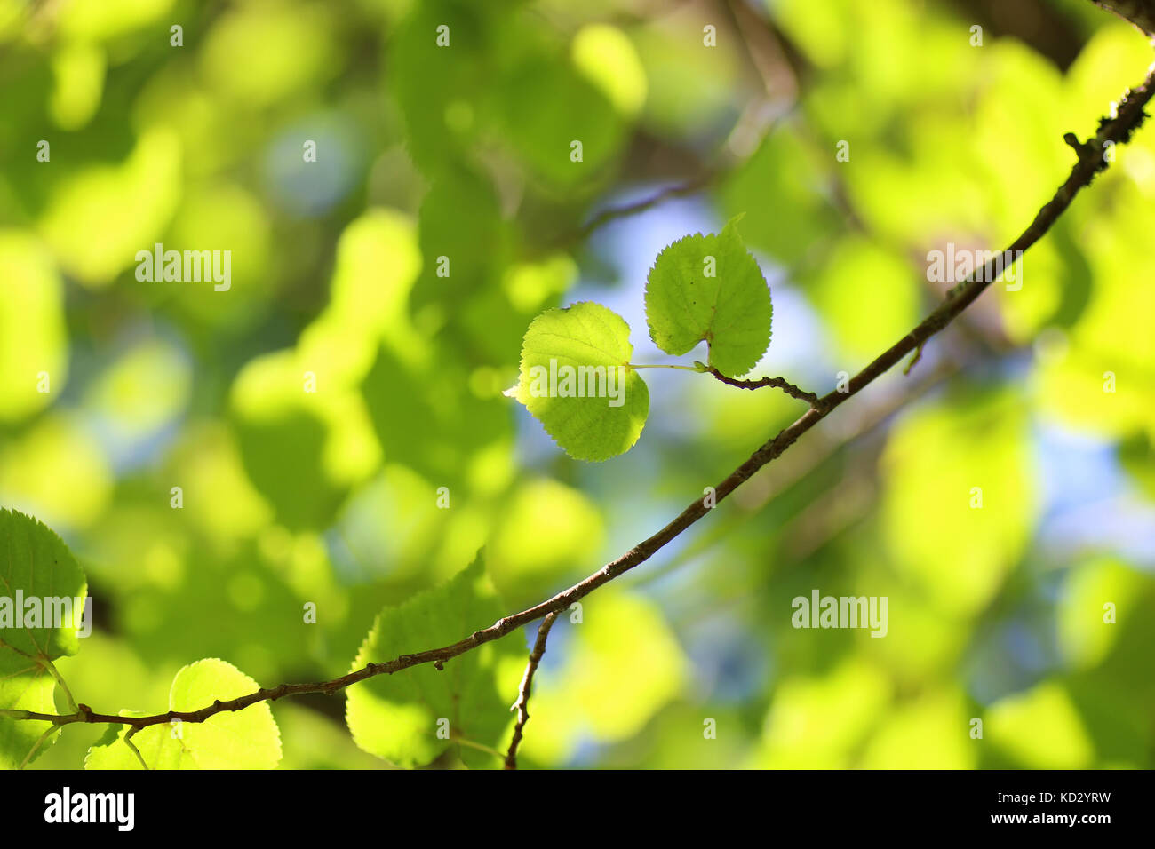 leaf tree background backlight sunlight Stock Photo - Alamy
