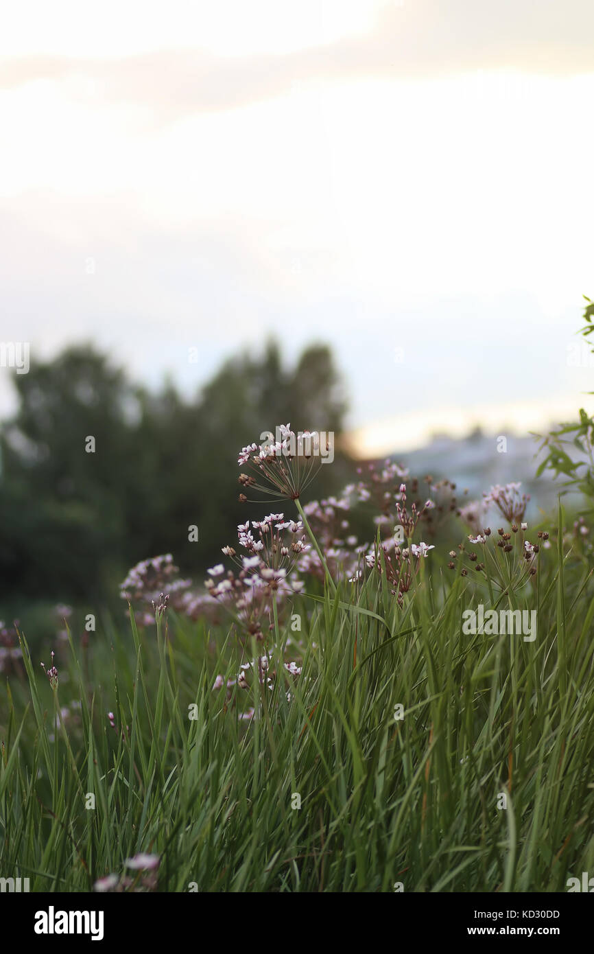 flower meadow sunset Stock Photo - Alamy
