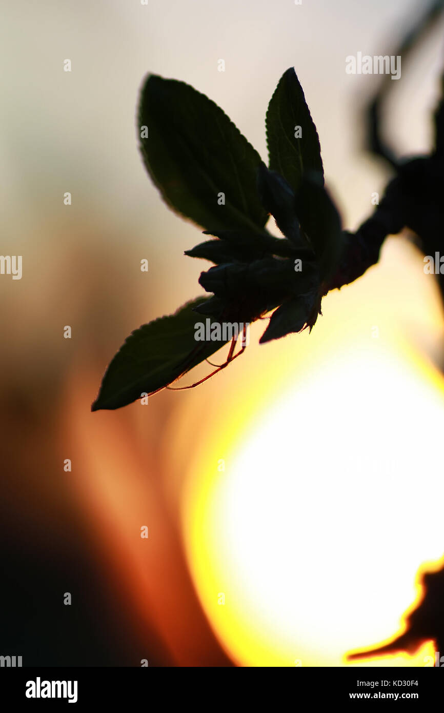 fresh spring leaves on a tree Stock Photo - Alamy