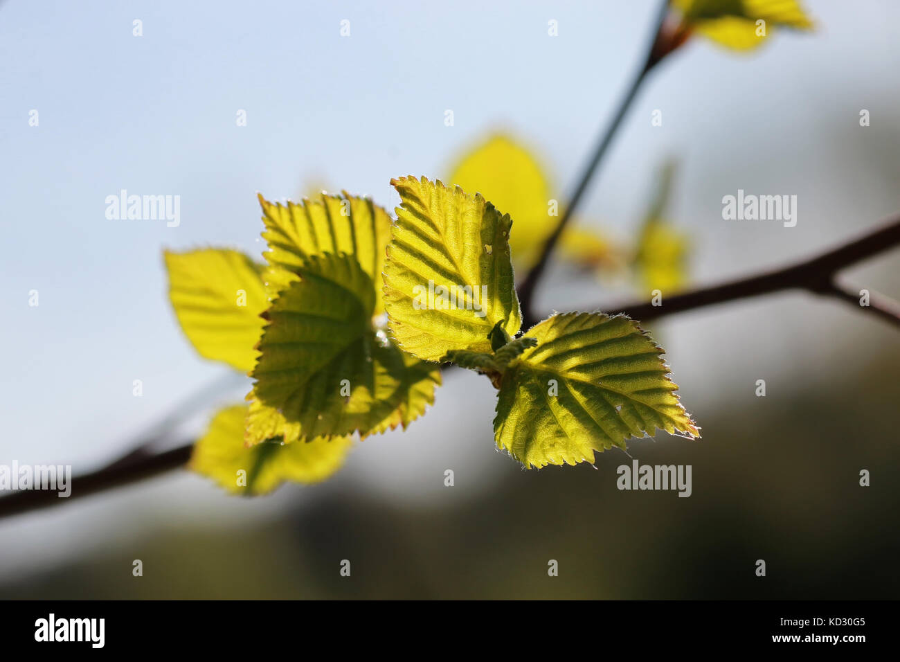 fresh spring leaves on a tree Stock Photo - Alamy