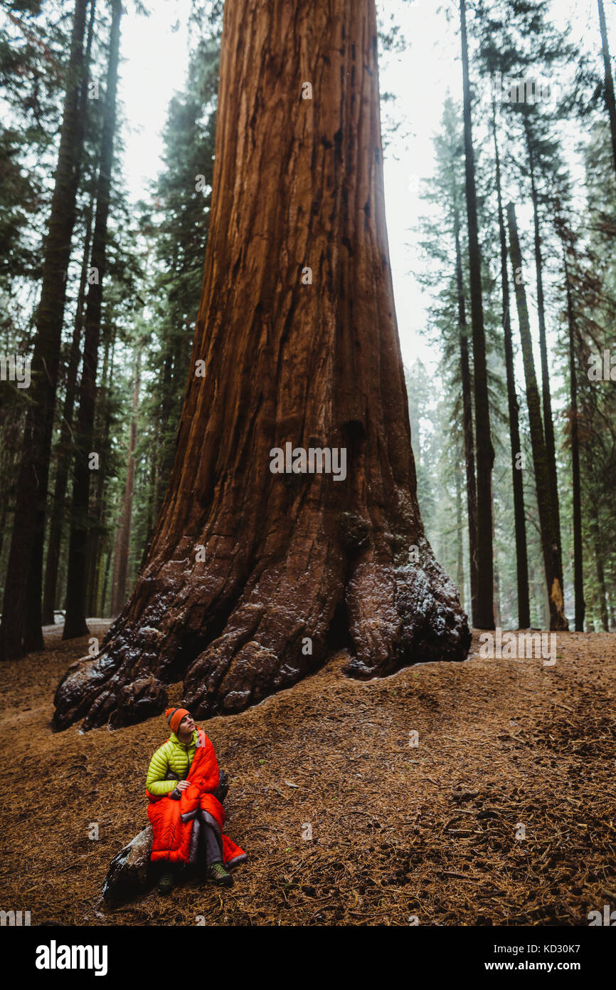 Young male hiker wrapped in red sleeping bag looking up at sequoia ...
