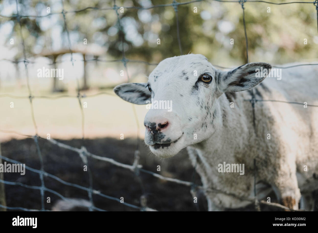 Portrait of sheep looking out from wire fence Stock Photo - Alamy