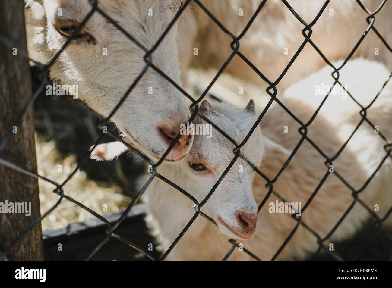 Mother goat and kid at wire fence Stock Photo - Alamy