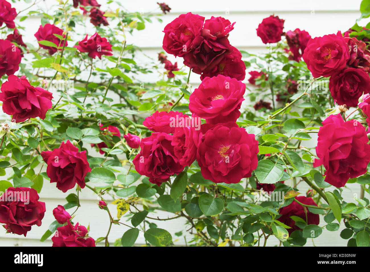 Rose Bush Isolated Stock Photos & Rose Bush Isolated Stock Images - Alamy