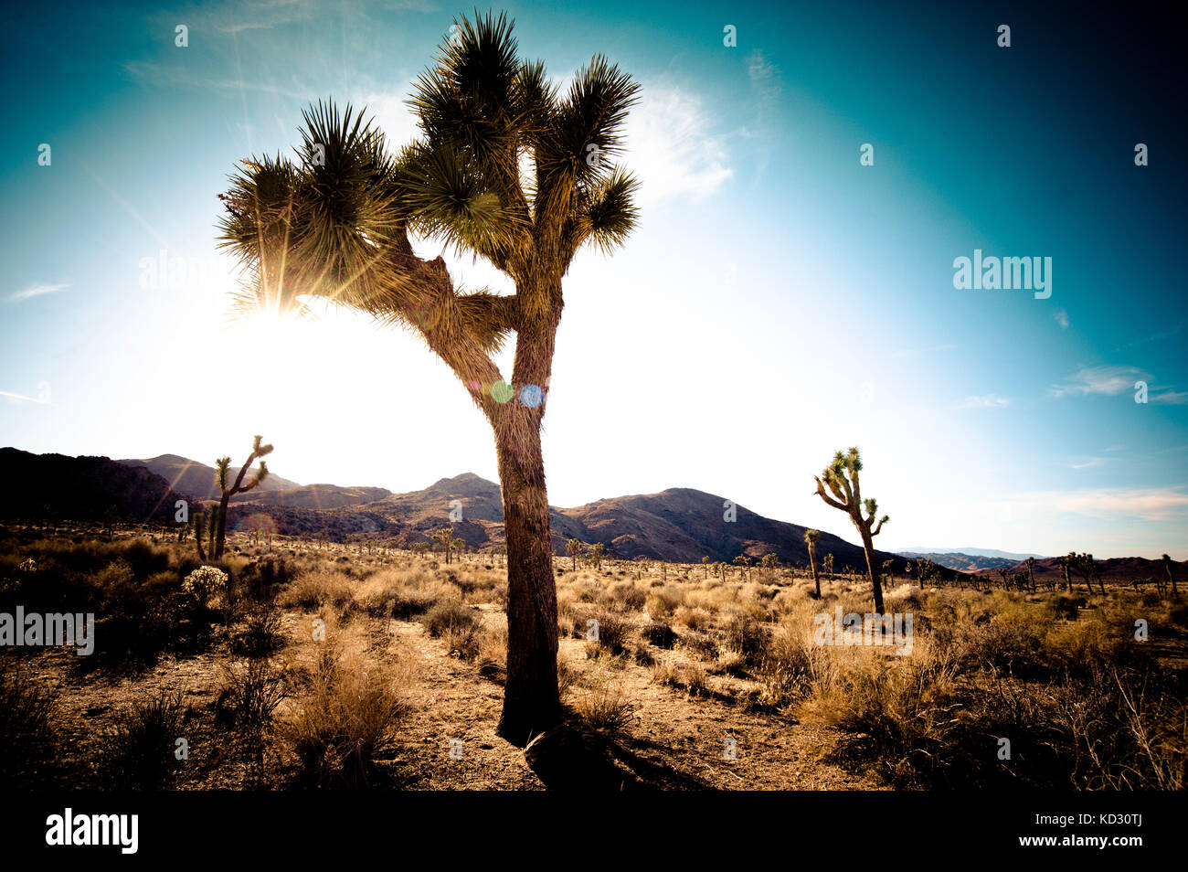 Hidden Valley, Joshua Tree National Park, California, USA Stock Photo ...