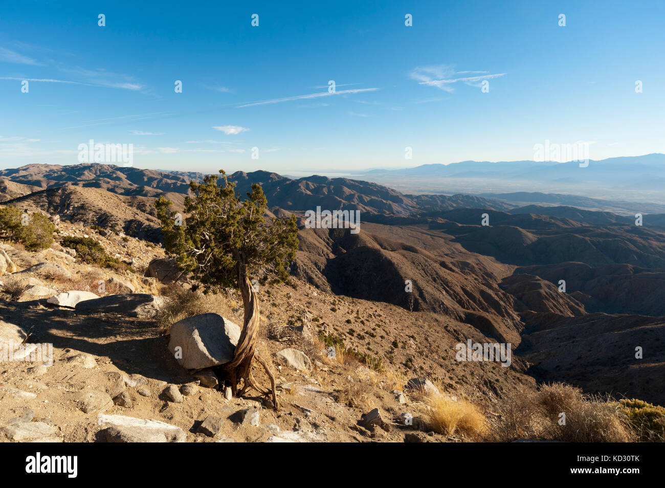 Dwarf Tree, Keys View, Joshua Tree National Park, California, USA Stock ...