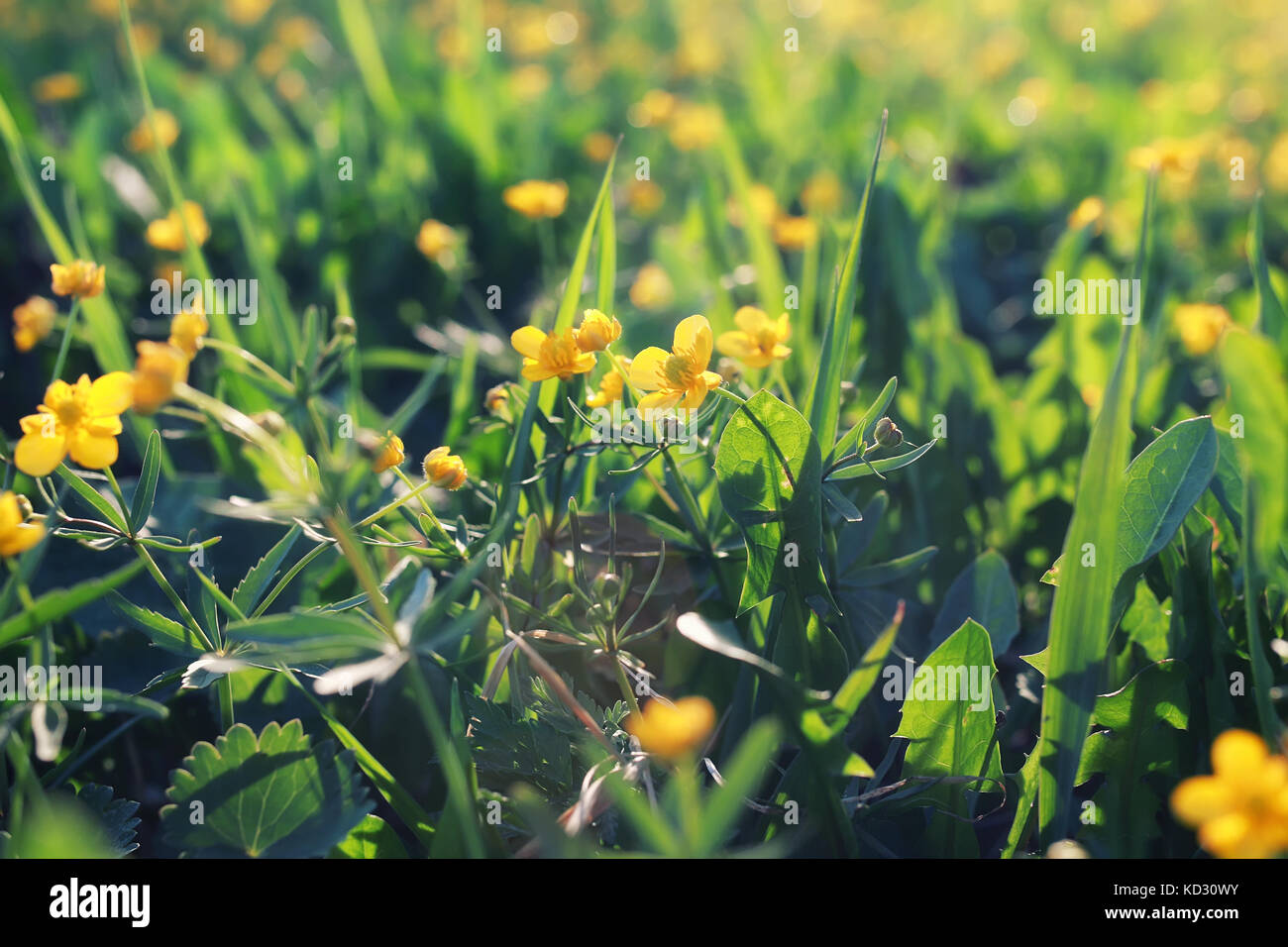 spring grass and flower in a field Stock Photo - Alamy
