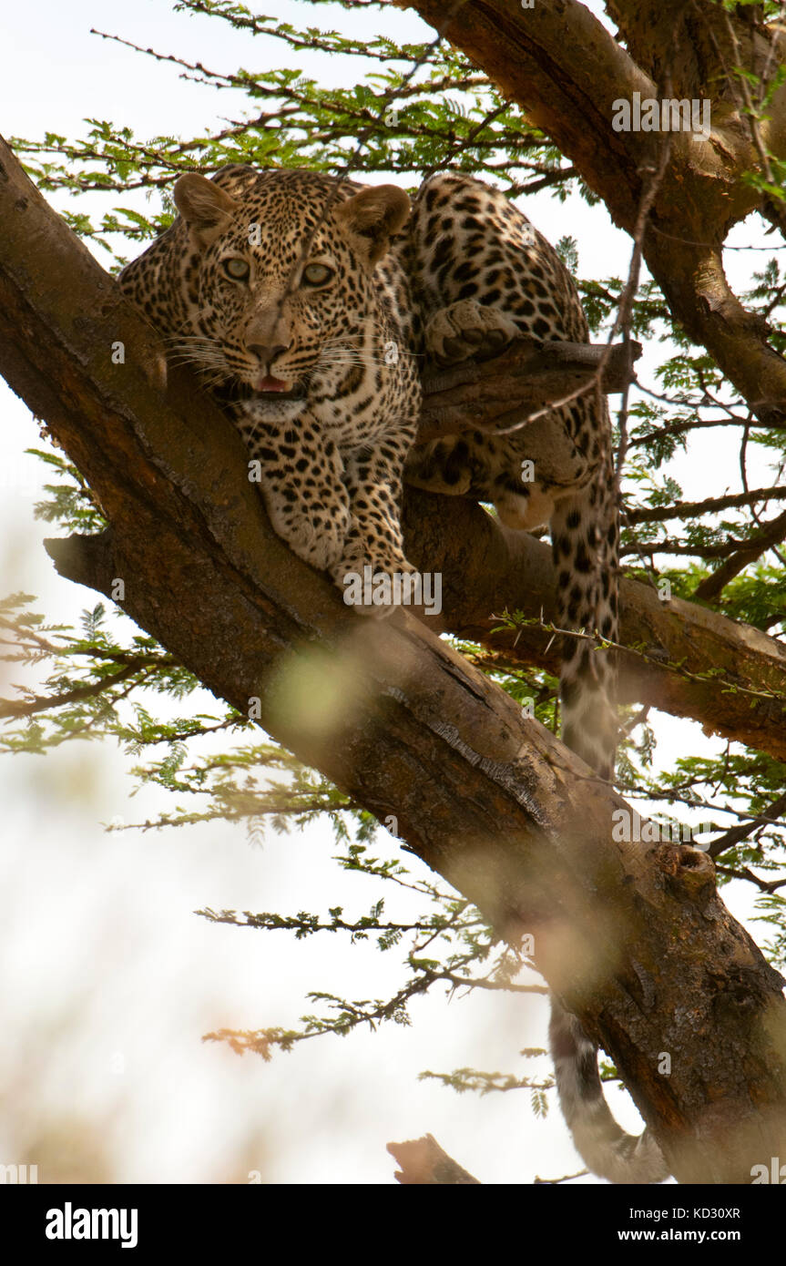 Leopard on tree masai hi-res stock photography and images - Alamy