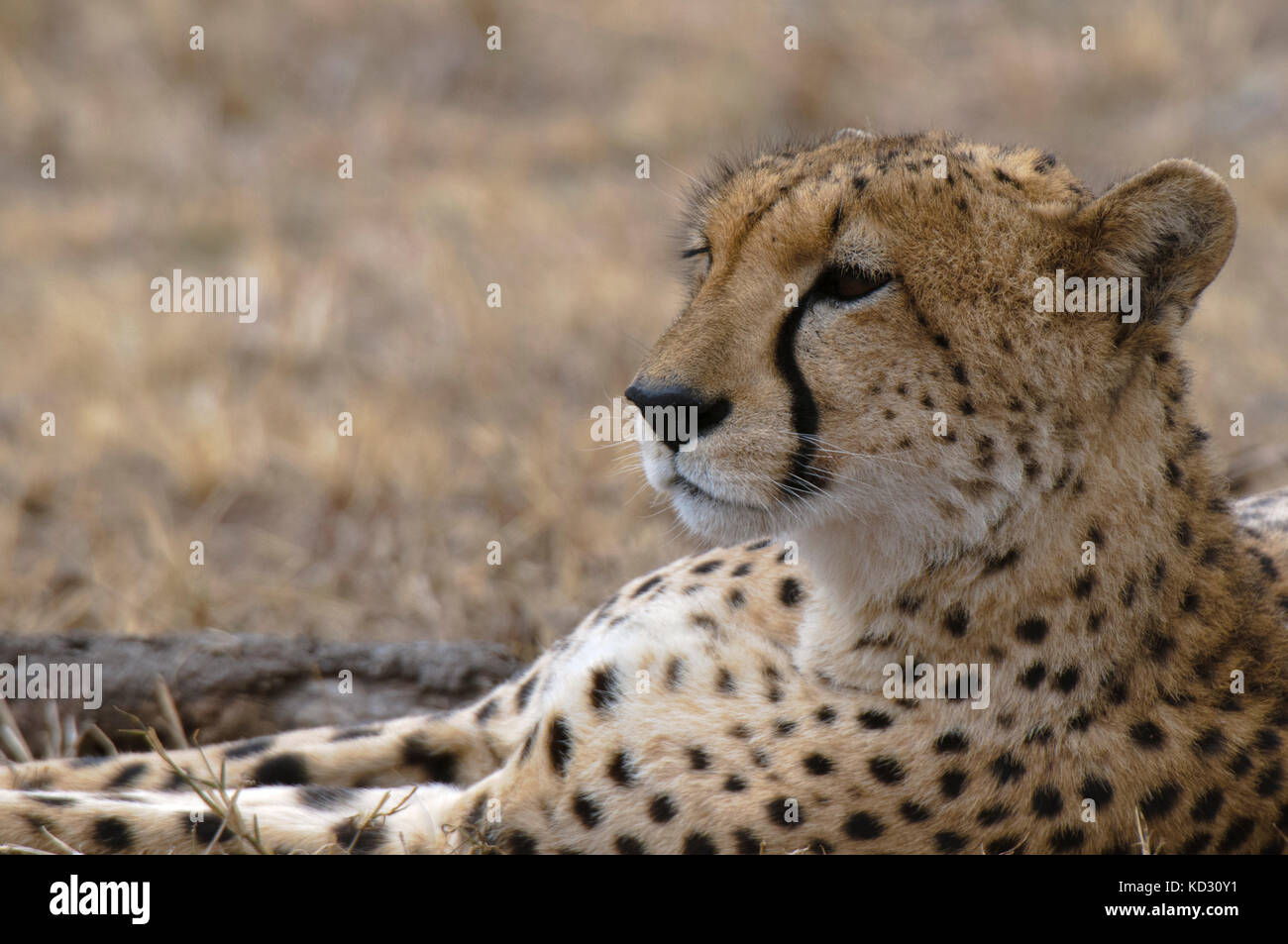 Cheetah headshot hi-res stock photography and images - Alamy