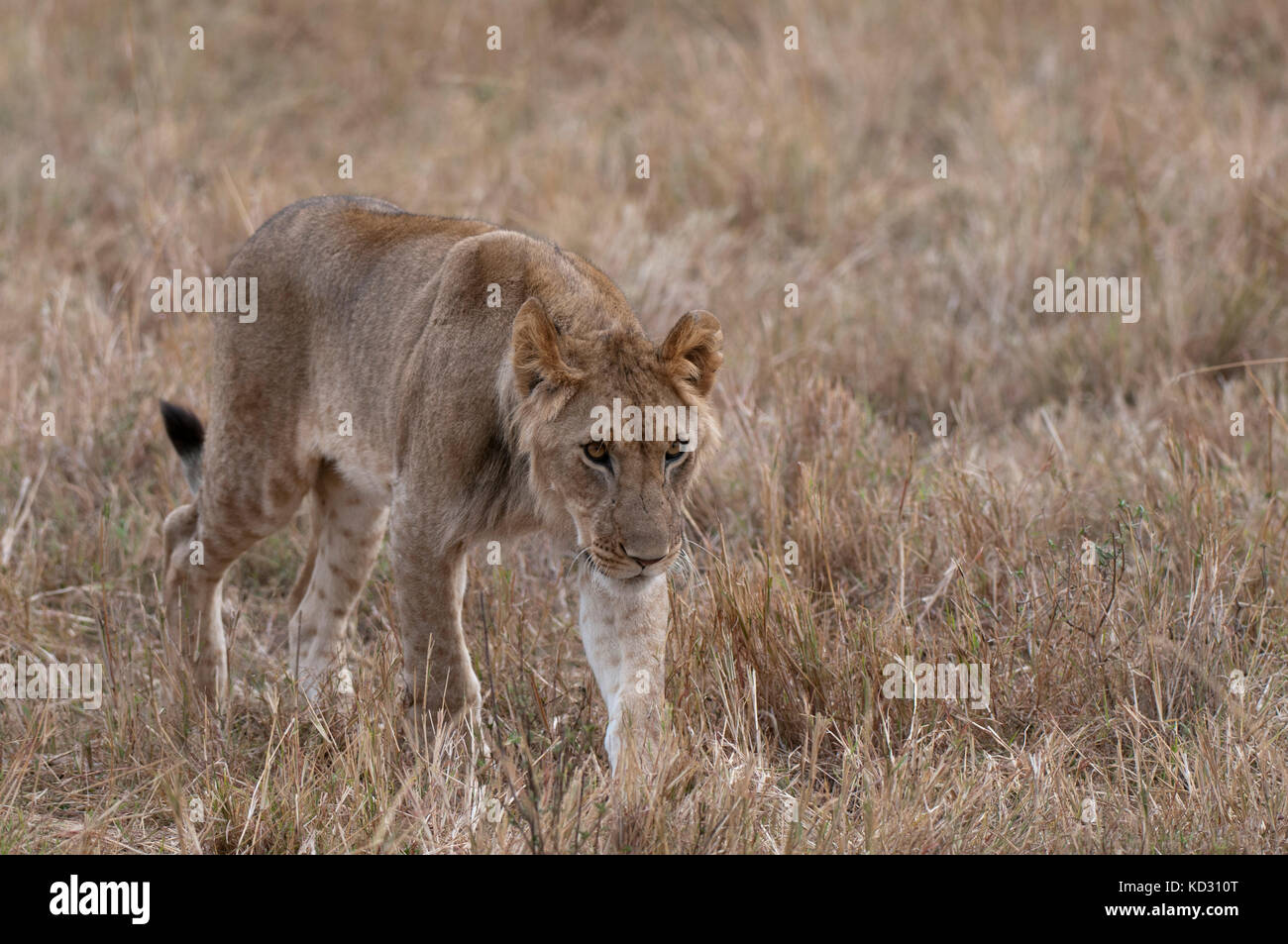 Sub adult lion (Panthera leo), Masai Mara, Kenya Stock Photo - Alamy