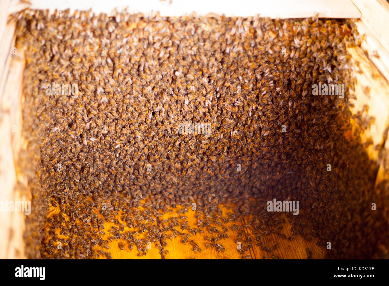 Frames of a bee hive. Beekeeper harvesting honey. The bee smoker is ...