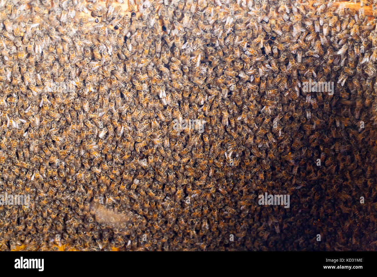 Frames of a bee hive. Beekeeper harvesting honey. The bee smoker is ...
