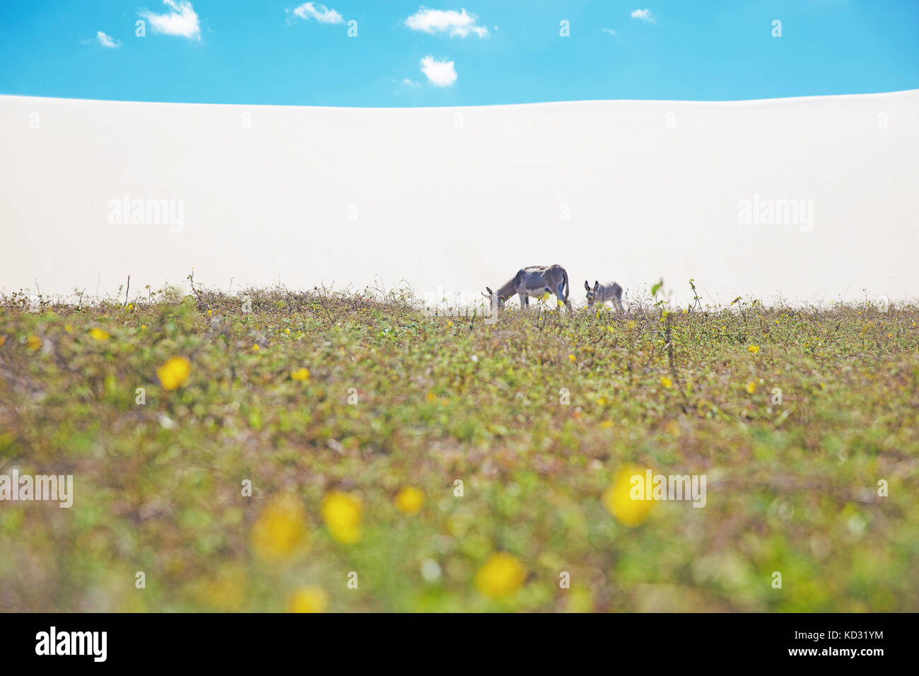 Donkey and foal grazing in Jericoacoara national park, Ceara, Brazil, South America Stock Photo ...