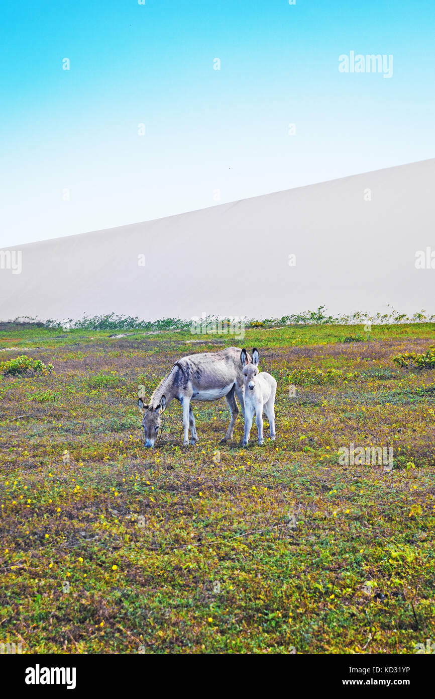 Donkey and foal grazing in Jericoacoara national park, Ceara, Brazil ...