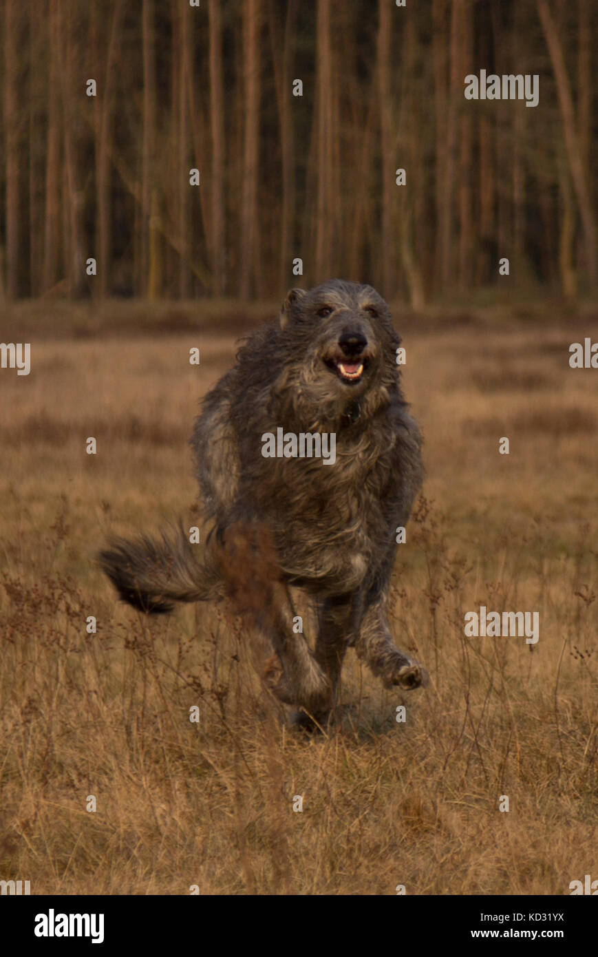 scottish deerhound running on a field Stock Photo - Alamy