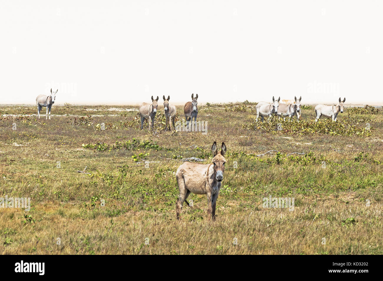 Donkeys in Jericoacoara national park, Ceara, Brazil, South America Stock Photo - Alamy