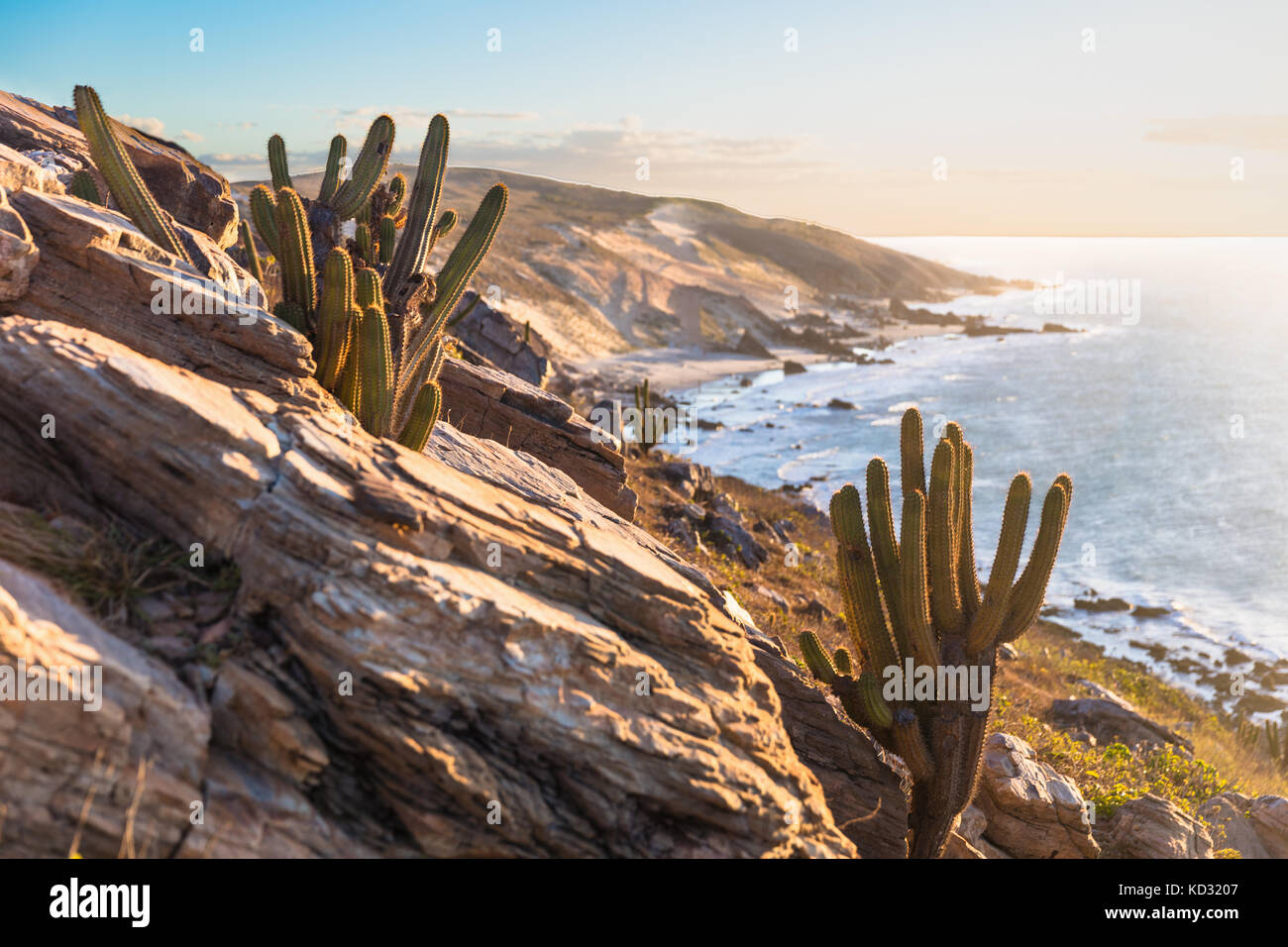 Cacti growing on cliff side, Jericoacoara national park, Ceara, Brazil ...