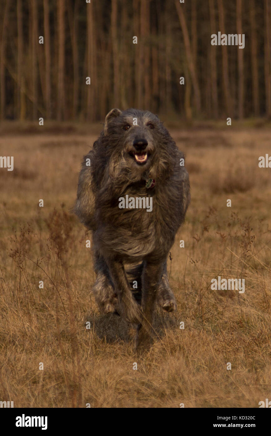 scottish deerhound running on a field Stock Photo - Alamy