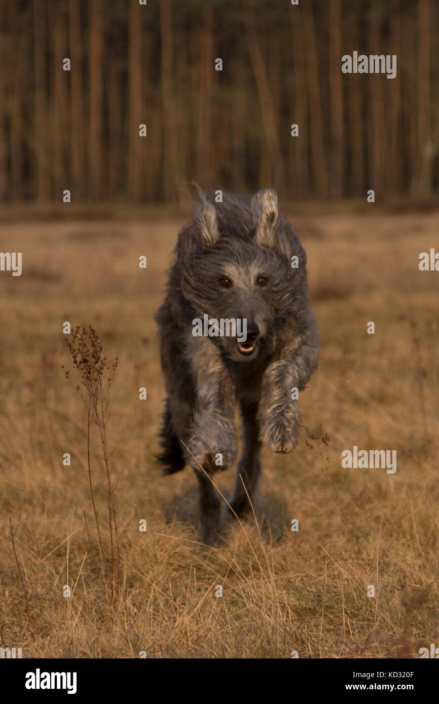 scottish deerhound running on a field Stock Photo - Alamy