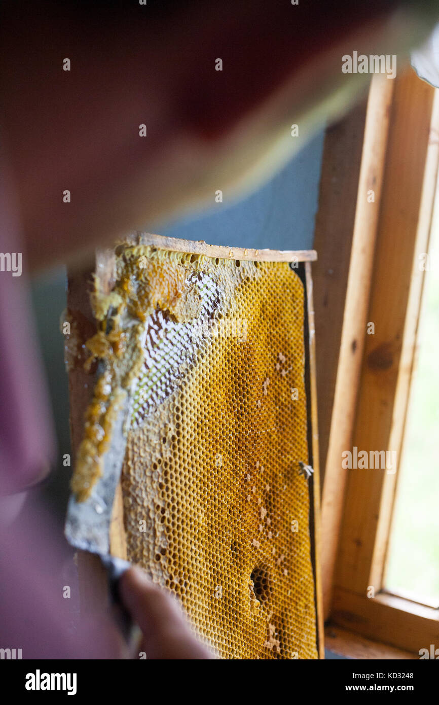 Frames of a bee hive. Beekeeper harvesting honey. The bee smoker is ...