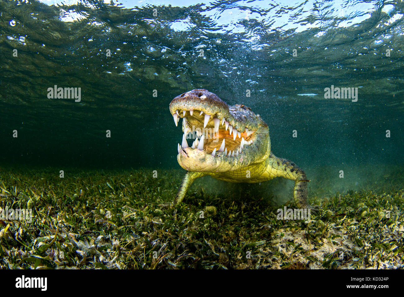 Saltwater crocodile underwater hi-res stock photography and images - Alamy