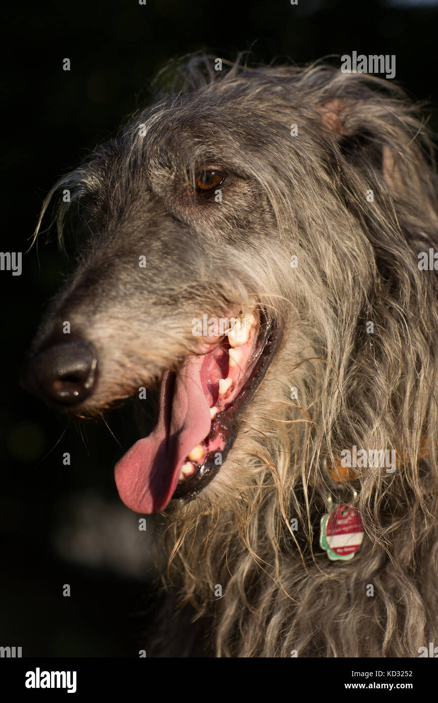 Deerhound standing hi-res stock photography and images - Alamy