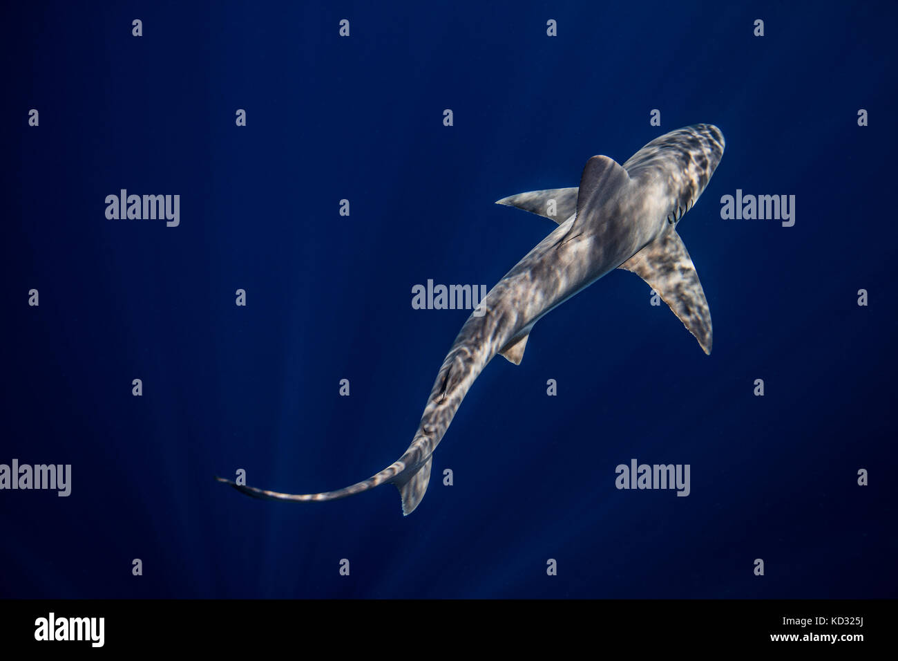 Underwater overhead view of sandbar shark swimming in blue sea, Jupiter ...