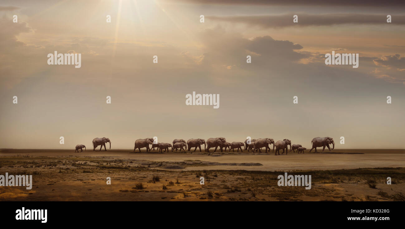 Herd of elephants in Namib Desert, Windhoek Noord, Namibia, Africa ...