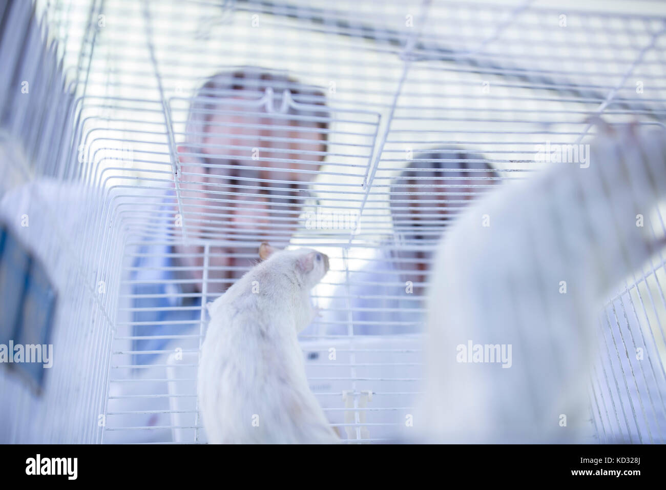 Laboratory rats cage hi-res stock photography and images - Alamy