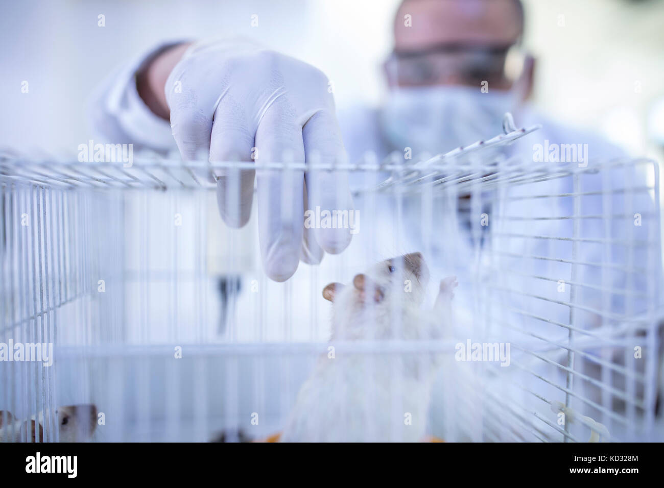 Laboratory worker reaching into cage containing white rat Stock Photo ...