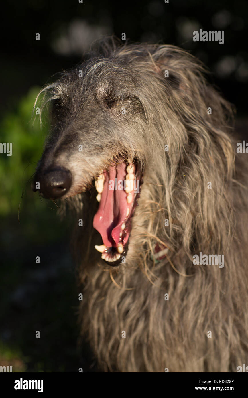 Deerhound standing hi-res stock photography and images - Alamy